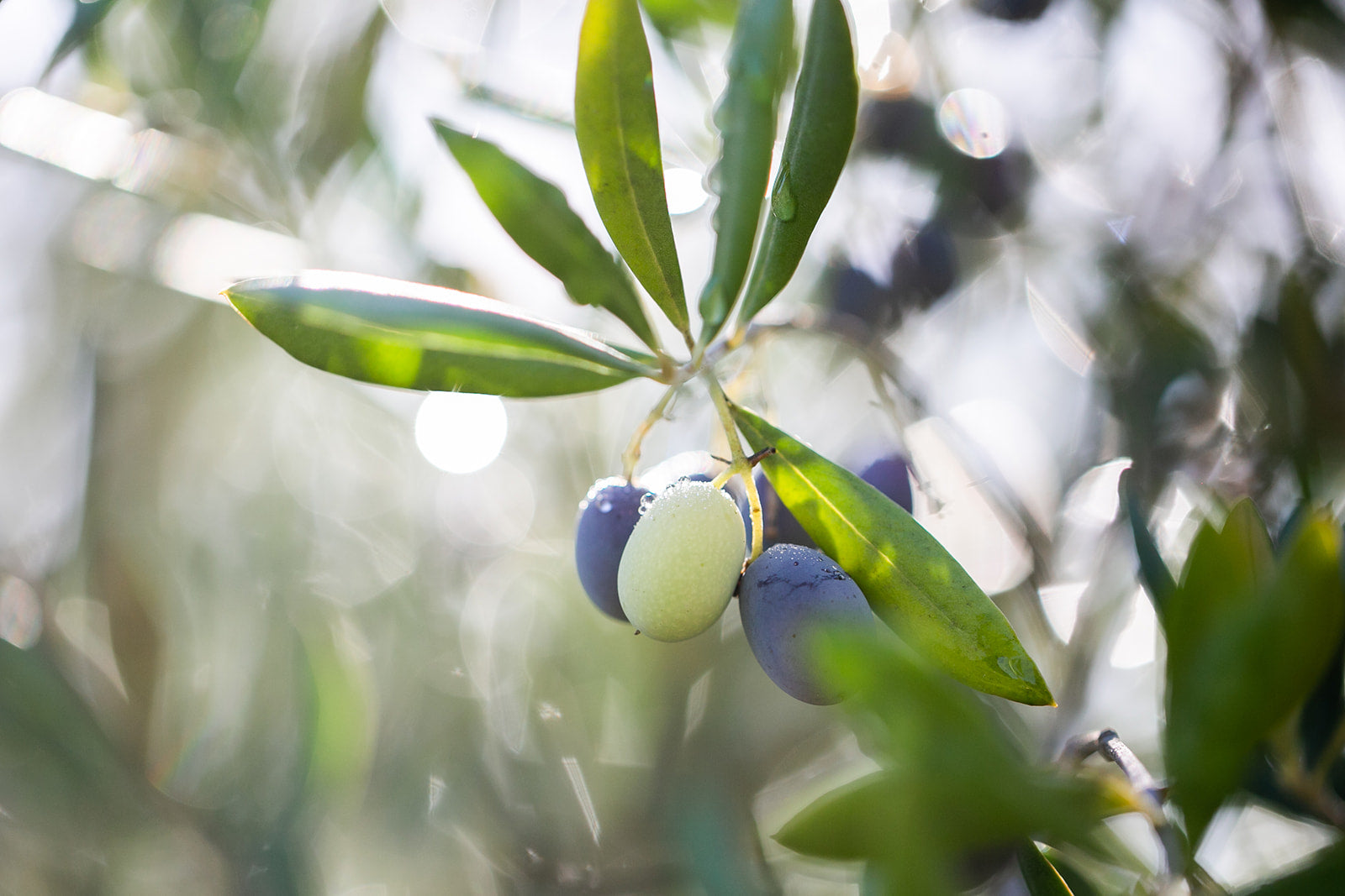 Our Commitment to Sustainability – Olive This Olive That