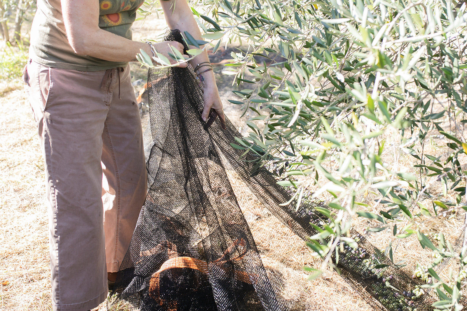 From Grove to Bottle: How Olive Oil Is Made – Olive This Olive That