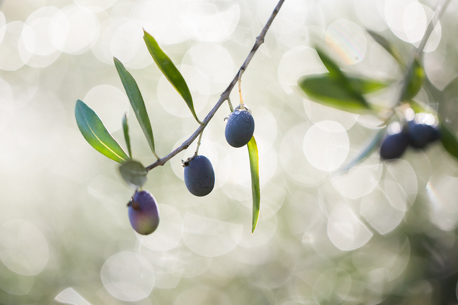 HONEY AND OLIVE OIL – Olive This Olive That