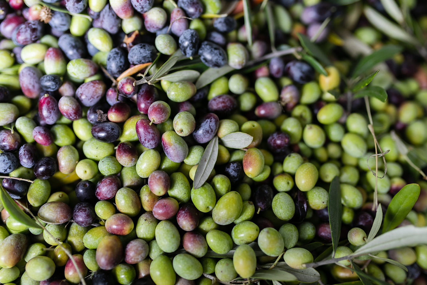 California Extra Virgin Olive Oil & More | Olive This Olive That
